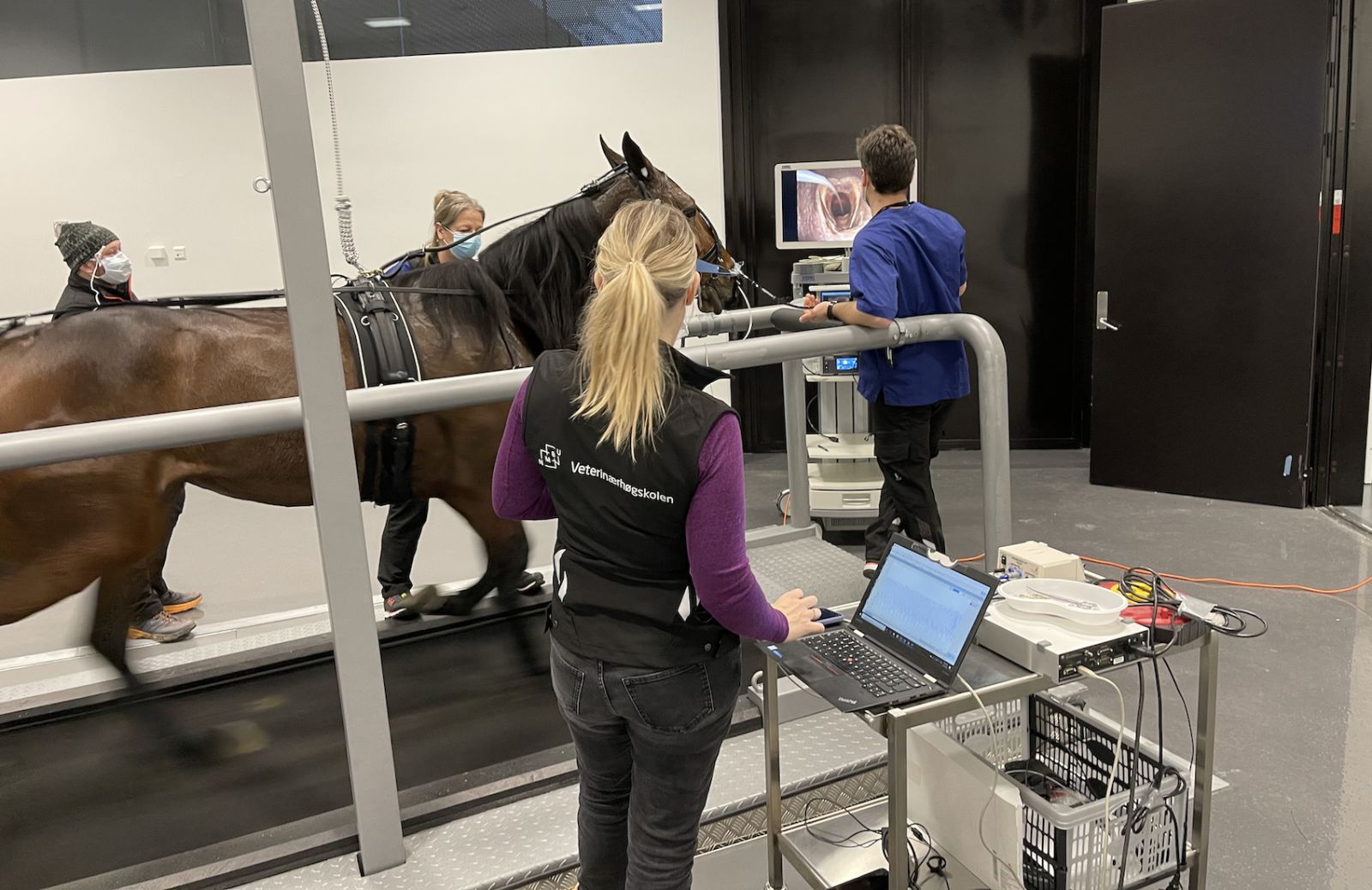 Alene i verden om å bruke denne teknologien på aktive travhester: – På ...