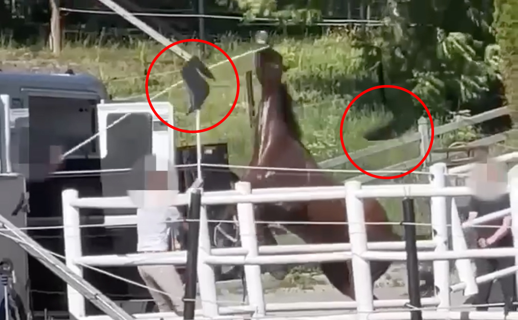 Reagerer på video av hest som blir slått med snøskuffe og rake: – En ...