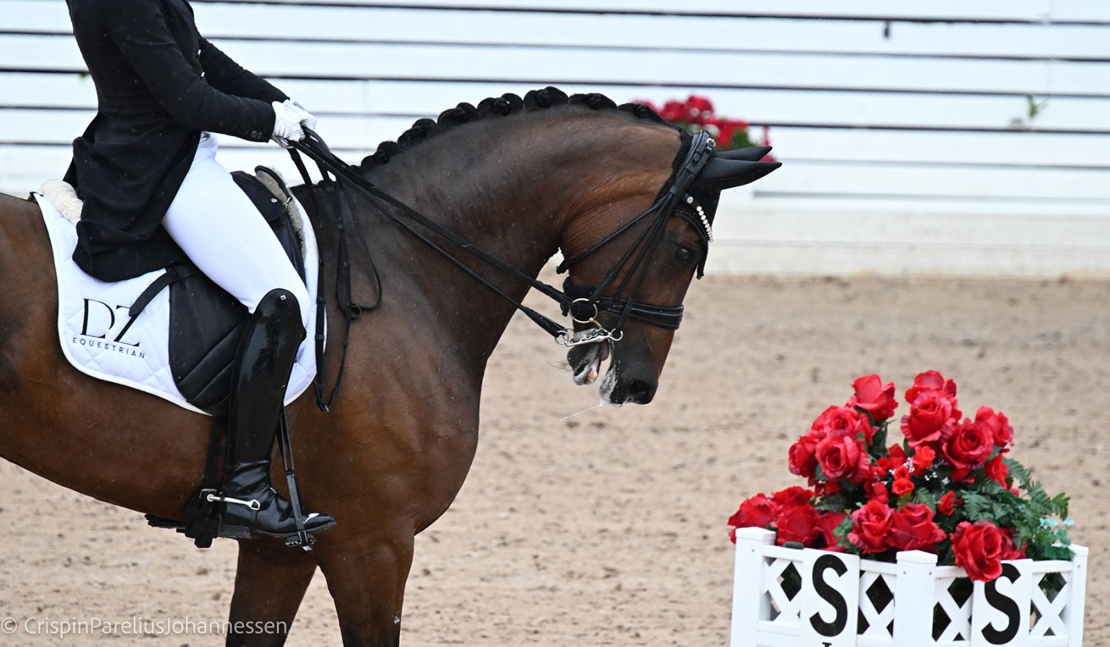 Danske ryttere under lupen: Ny blå tunge-publisering