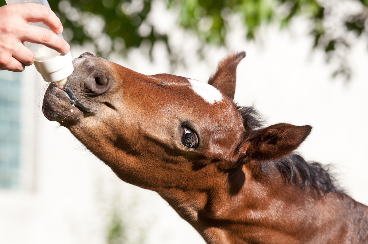 Morløse føll: – Få tak i en hest som kan oppdra føllet