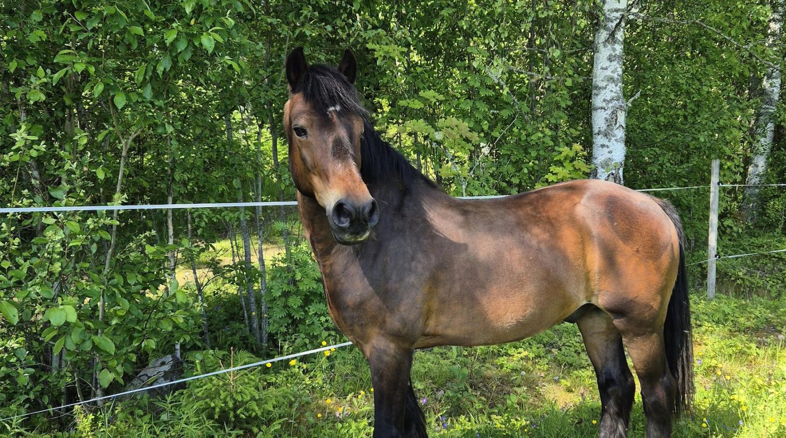 Drutten fikk hudkreft – gjennomgikk sjelden og livsviktig operasjon