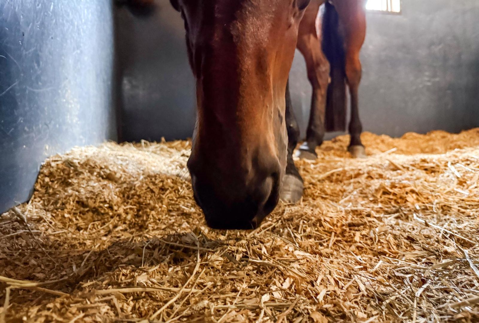Slik velger du riktig strø til hesten din – her er ekspertens tips